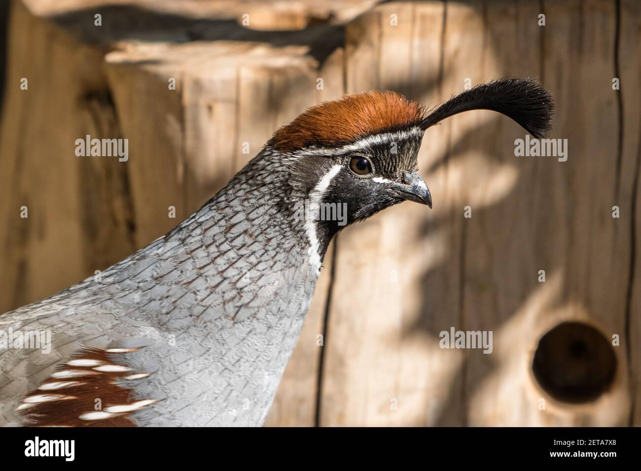 Gambel's quail, Callipepla gambelii, is a small quail that inhabits the ...