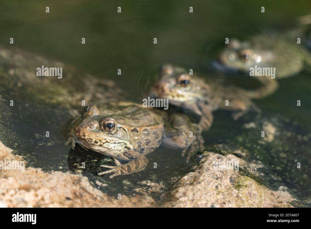Lowland Leopard Frogs, Lithobates yavapaiensis, in the Arizona Sonoran ...