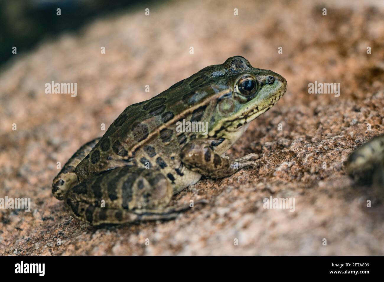 A Lowland Leopard Frog, Lithobates yavapaiensis, in the Arizona Sonoran ...