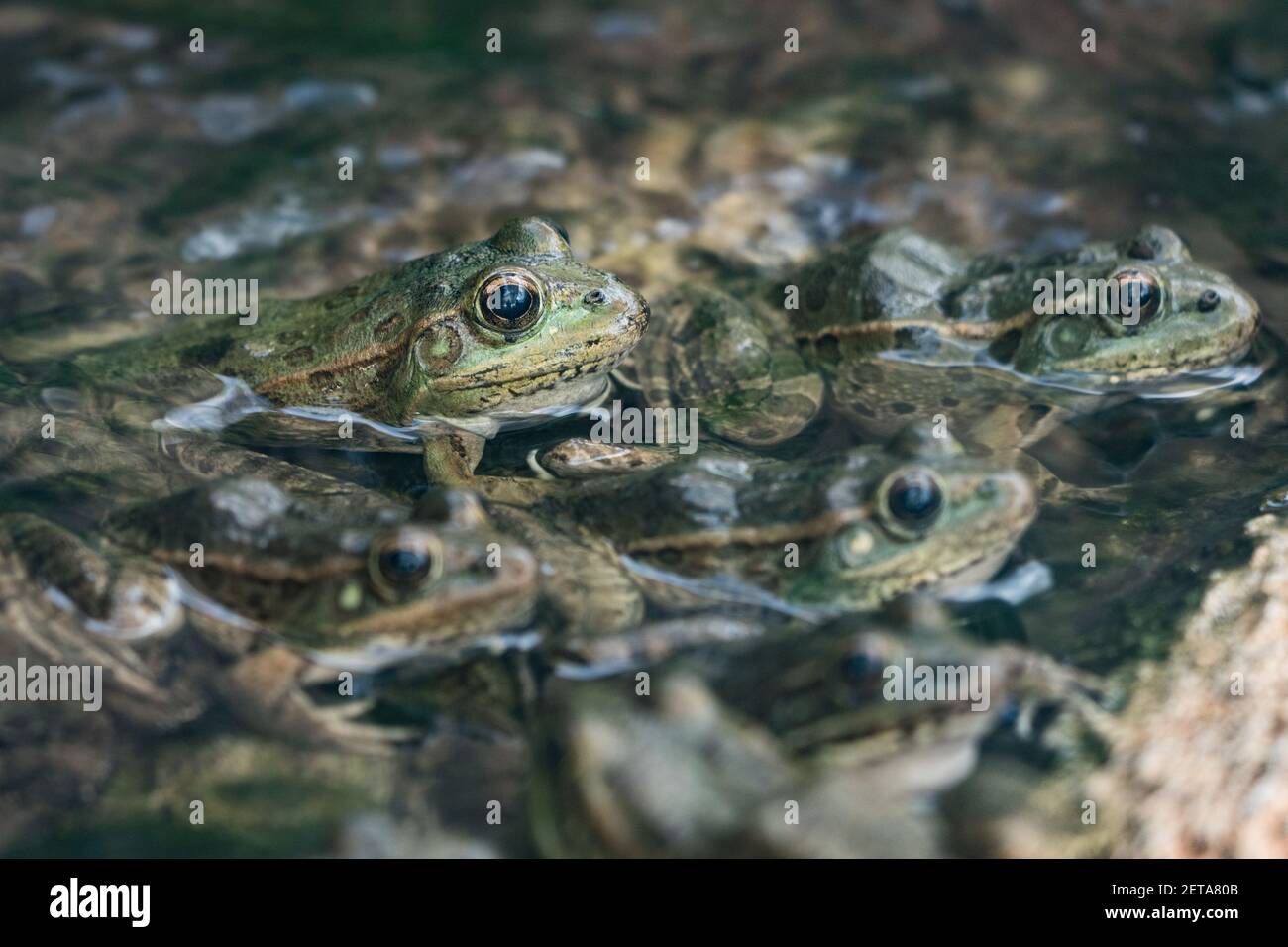 Lowland Leopard Frogs, Lithobates yavapaiensis, in the Arizona Sonoran ...