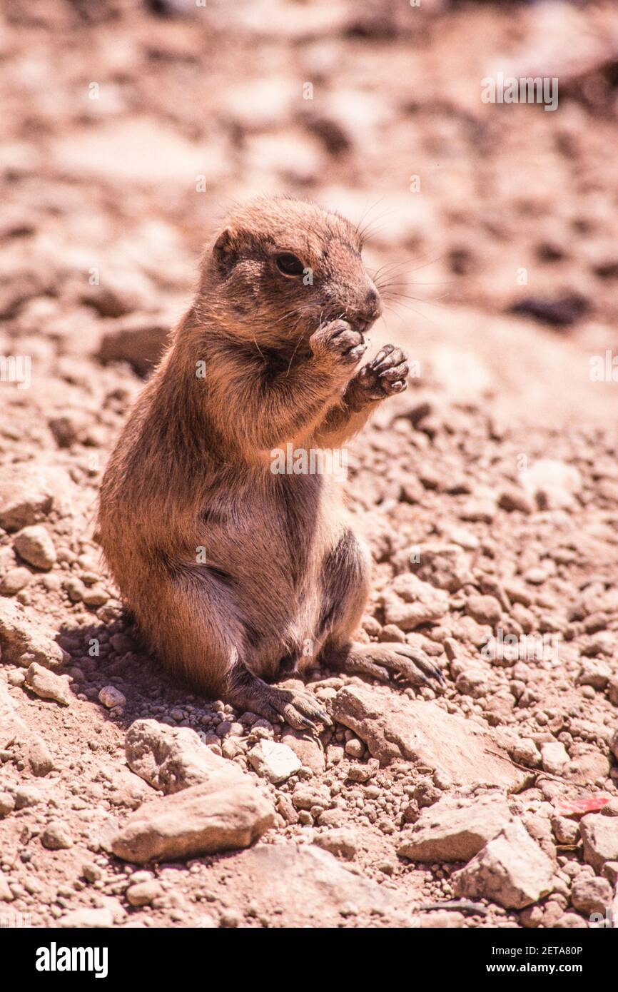 Sonoran desert museum prairie dog hi-res stock photography and images ...