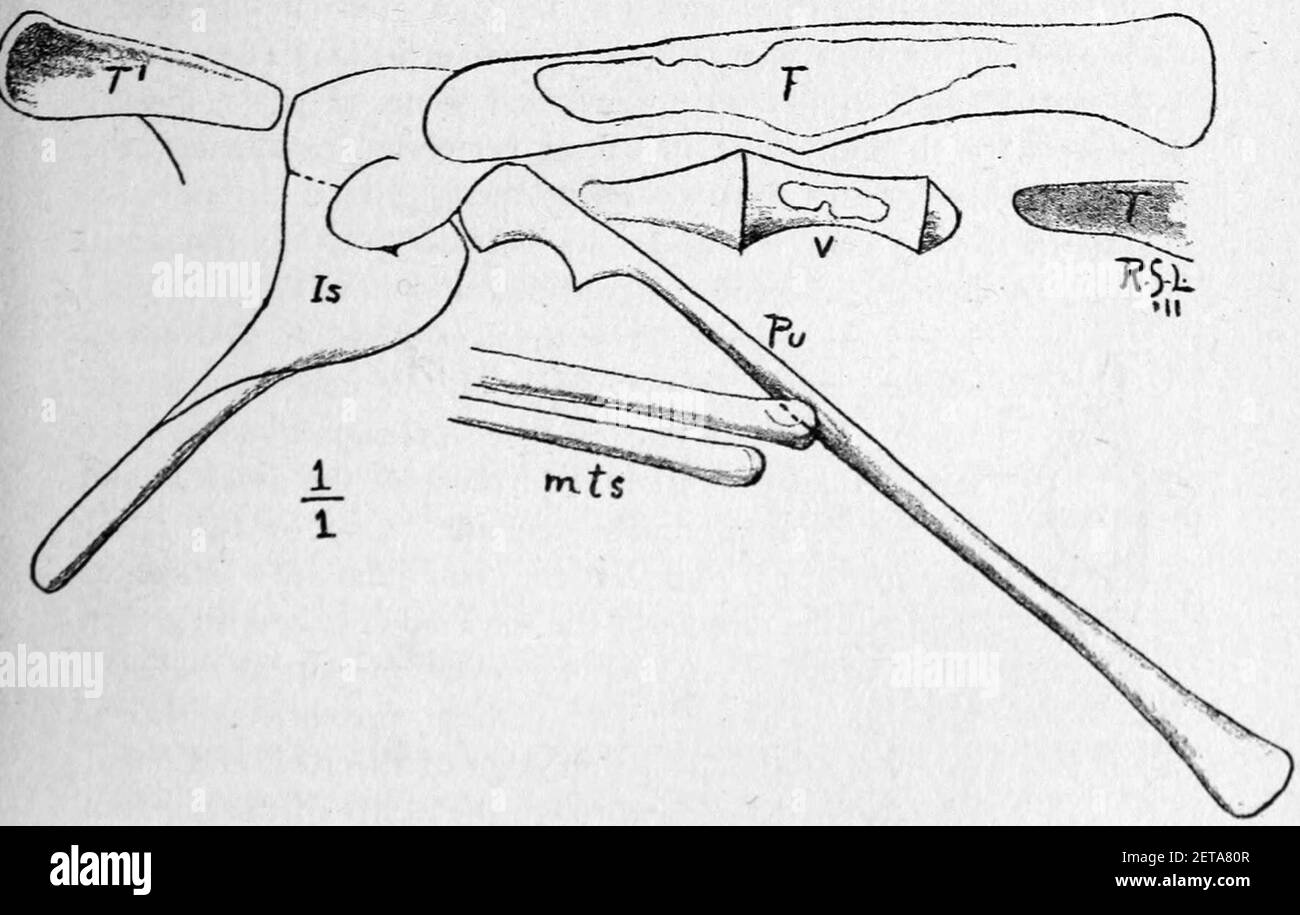 Pelvis of Podokesaurus Stock Photo - Alamy