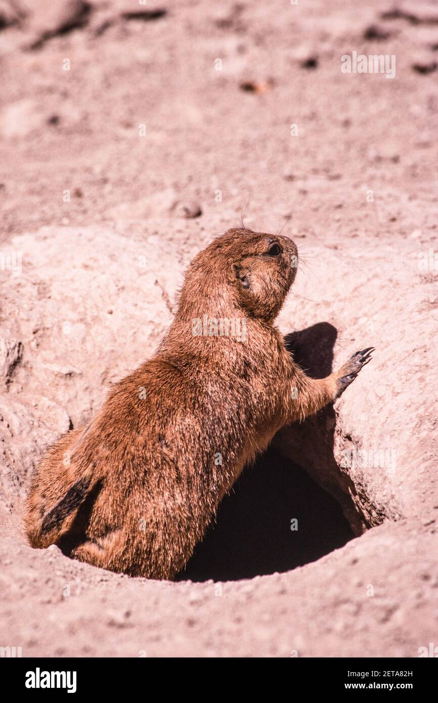 A black-tailed prairie dog standing in its burrow in the Arizona ...