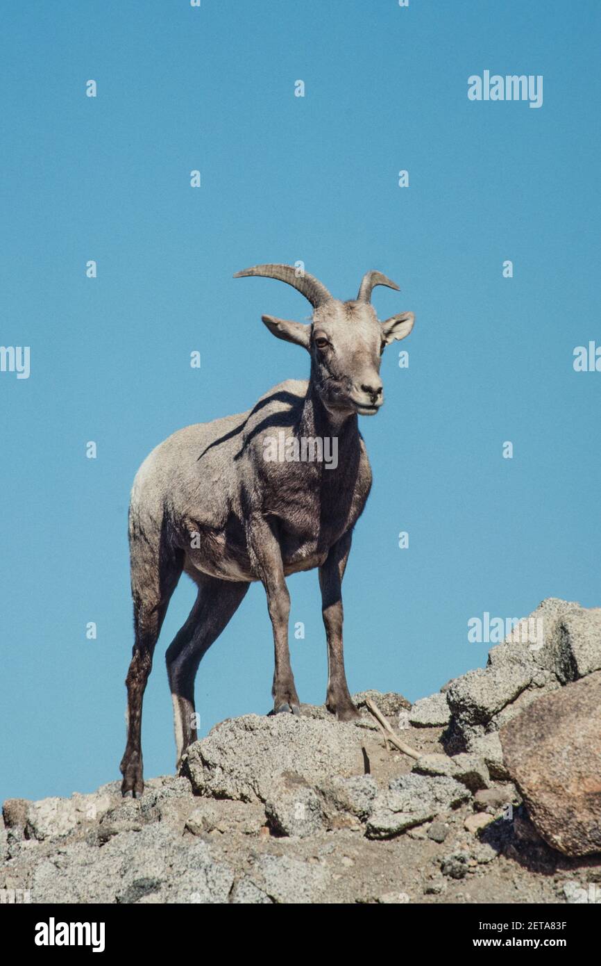 A female Desert Bighorn Sheep in the rugged desert mountains of the ...