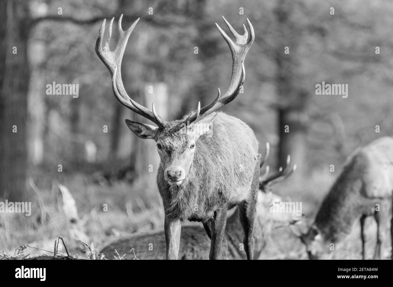 Red deer herd Black and White Stock Photos & Images - Alamy