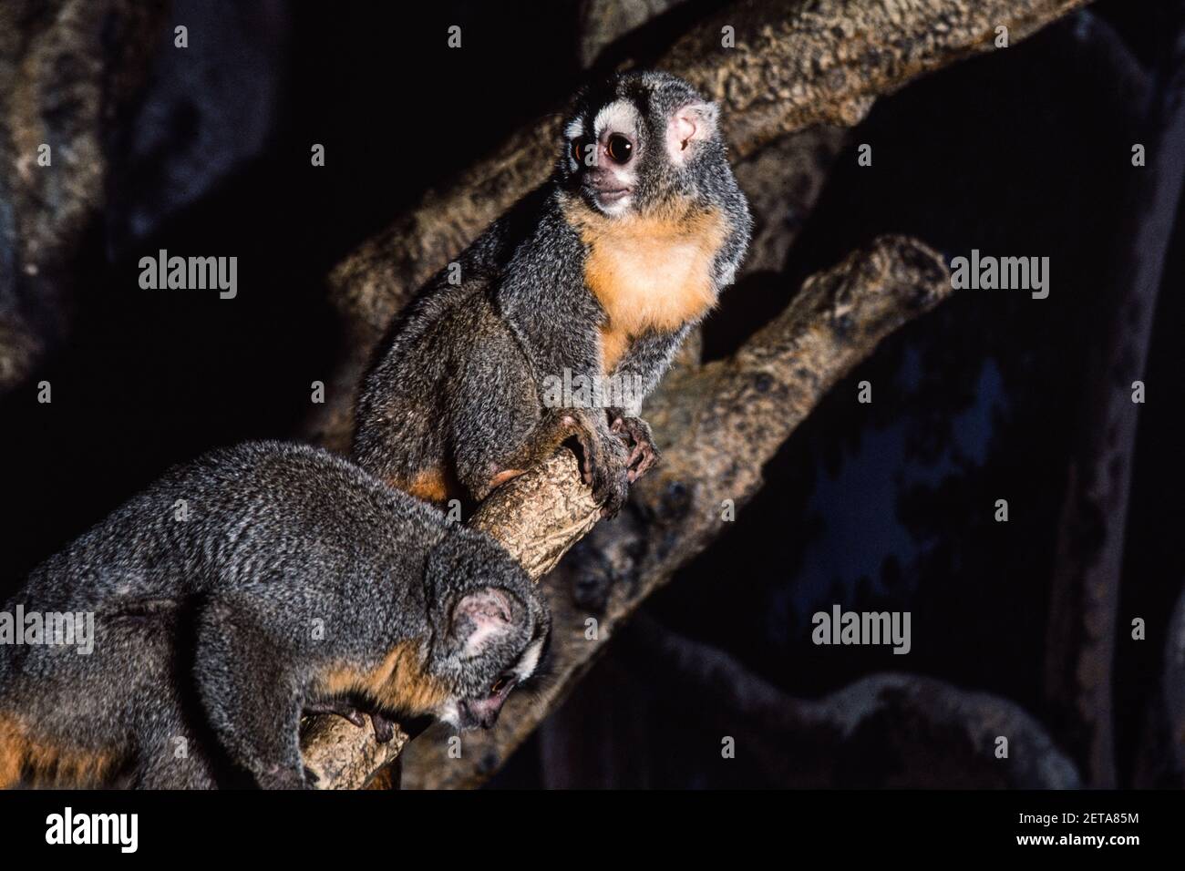 Aka andean night monkey hi-res stock photography and images - Alamy
