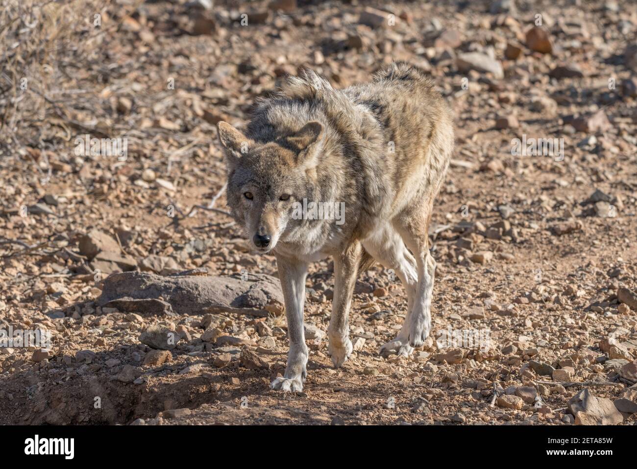 A Coyote, Canis latrans, in the Arizona Sonoran Desert Museum near ...