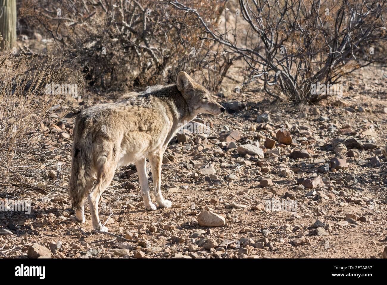 Tucson Desert Museum Animals