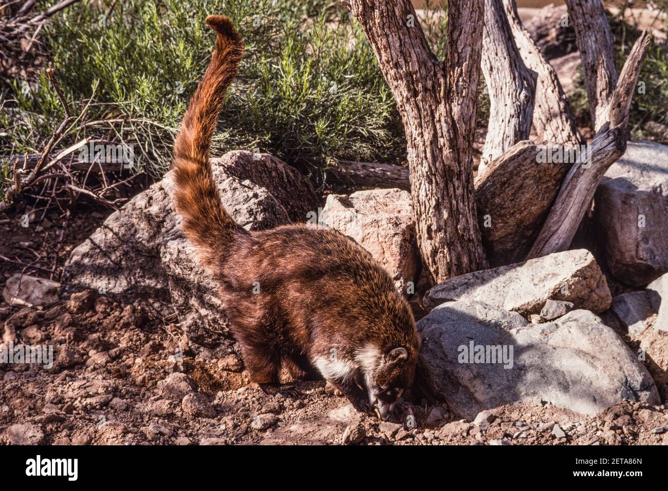 A White-nosed Coati, Nasua narica, foraging in the Arizona Sonoran ...