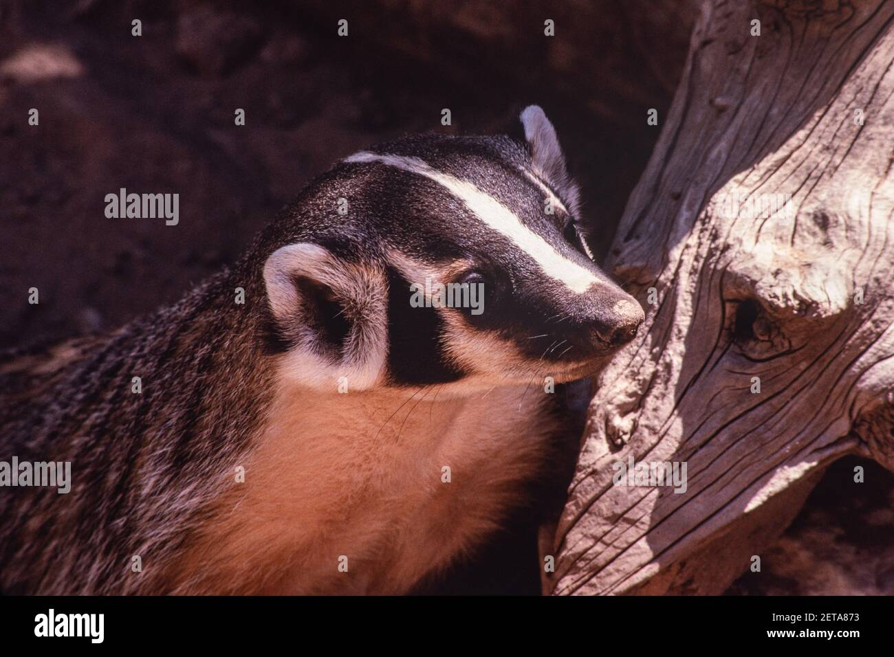 An American Badger, Taxidea taxus, in the Arizona Sonoran Desert Museum ...