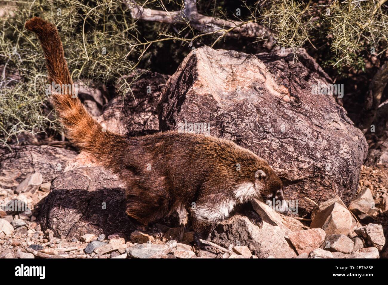A White-nosed Coati, Nasua narica, in the Arizona Sonoran Desert Museum ...