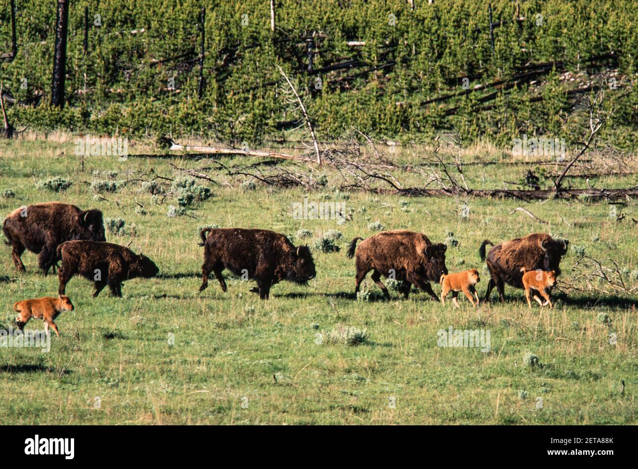 Stampede bison hi-res stock photography and images - Alamy