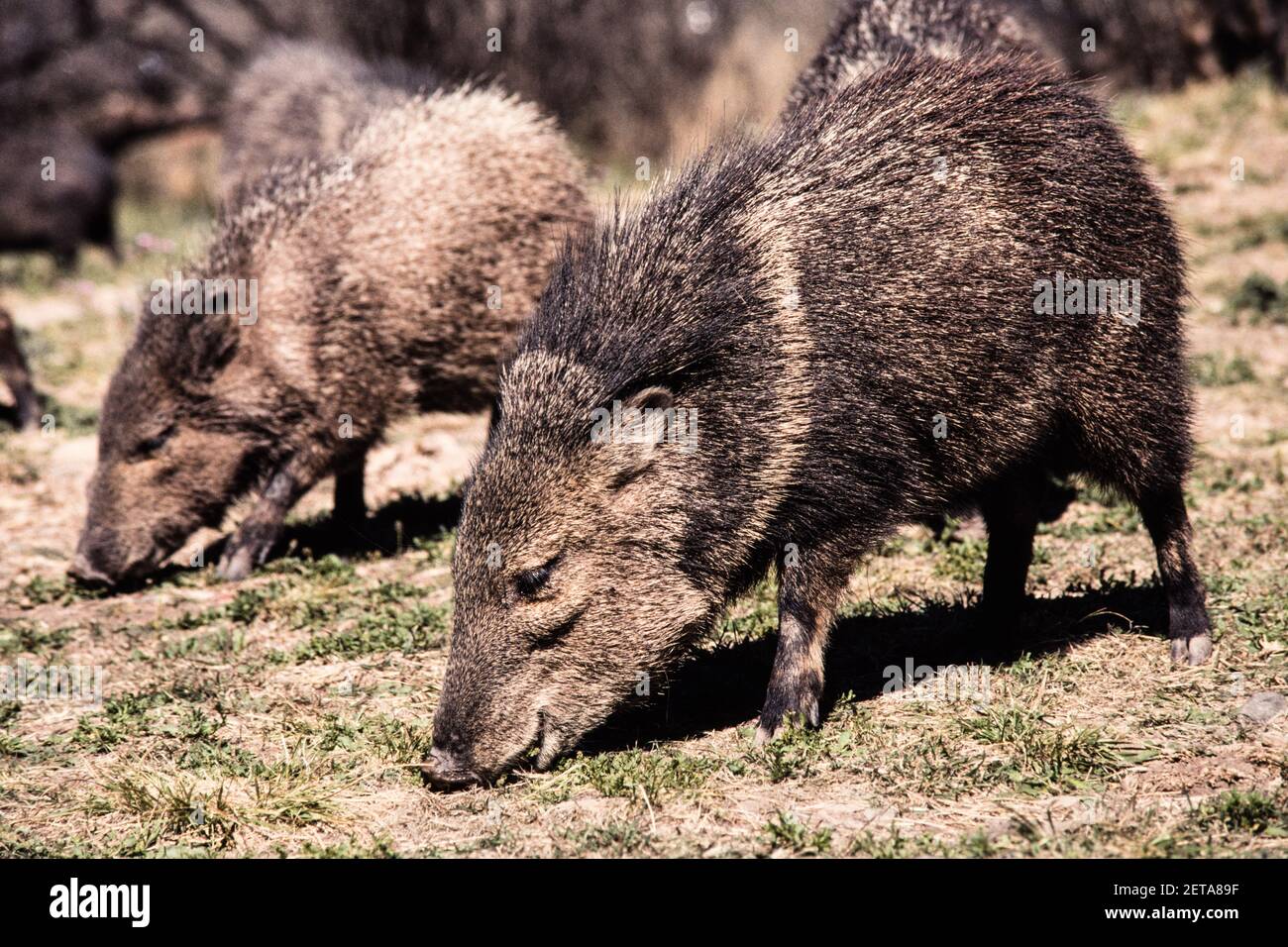 Collared peccaries in the Chisos Mountains of Big Bend National Park in ...