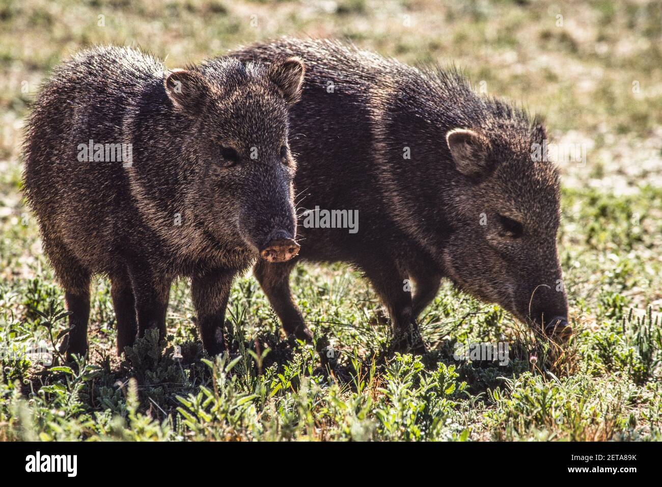 Collared peccaries in the Chisos Mountains of Big Bend National Park in ...