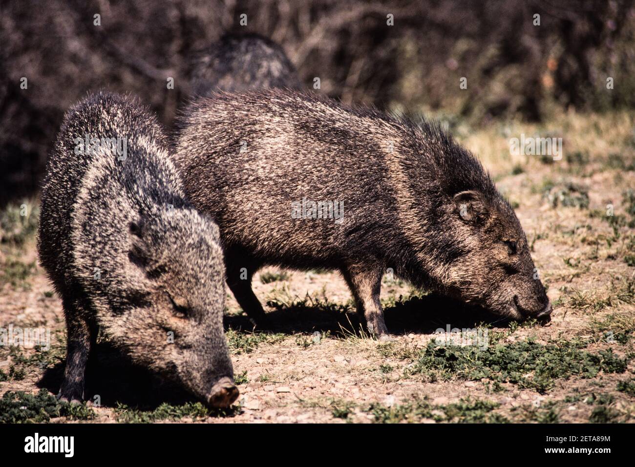 Collared peccaries in the Chisos Mountains of Big Bend National Park in ...