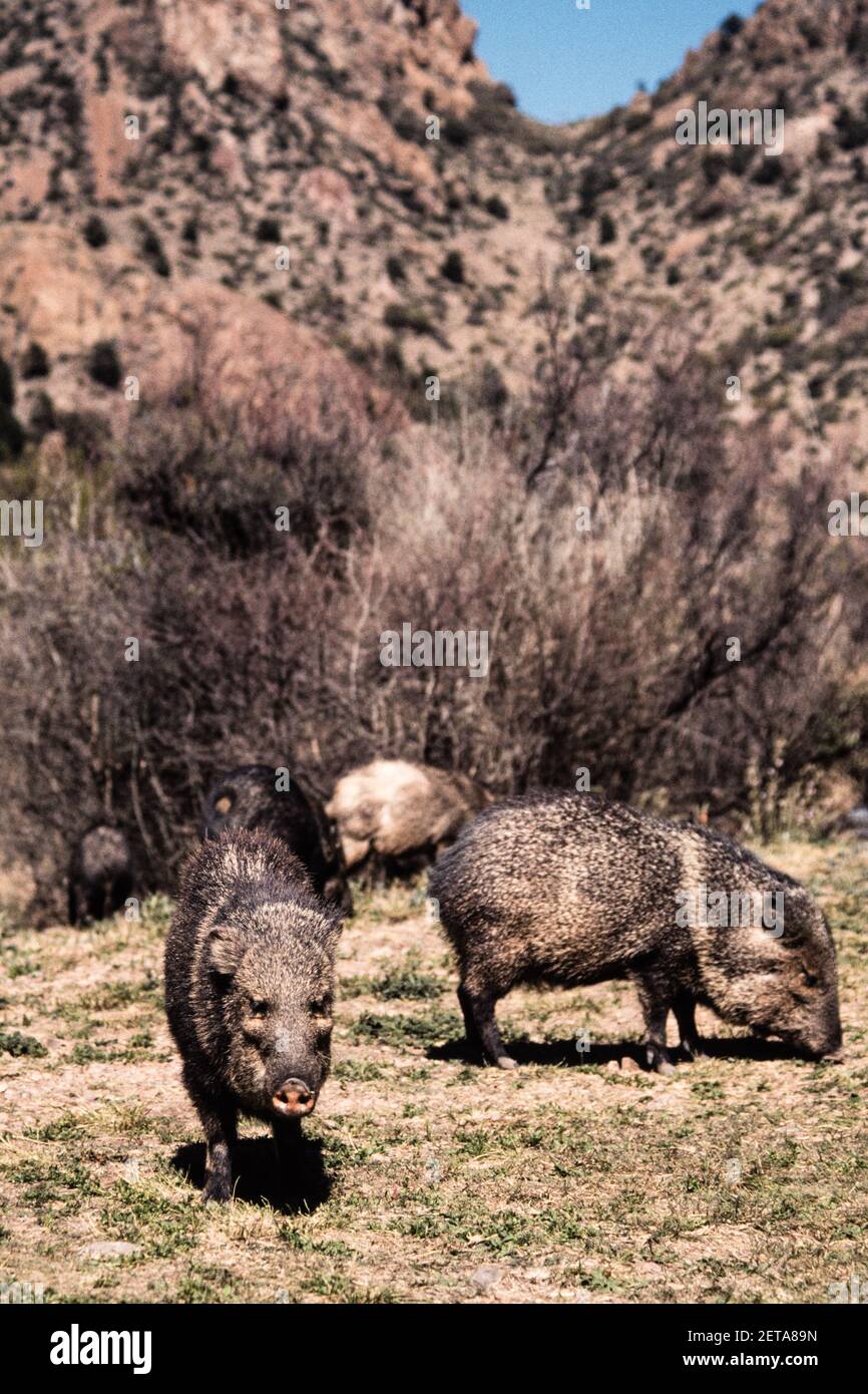 Collared peccaries in the Chisos Mountains of Big Bend National Park in ...