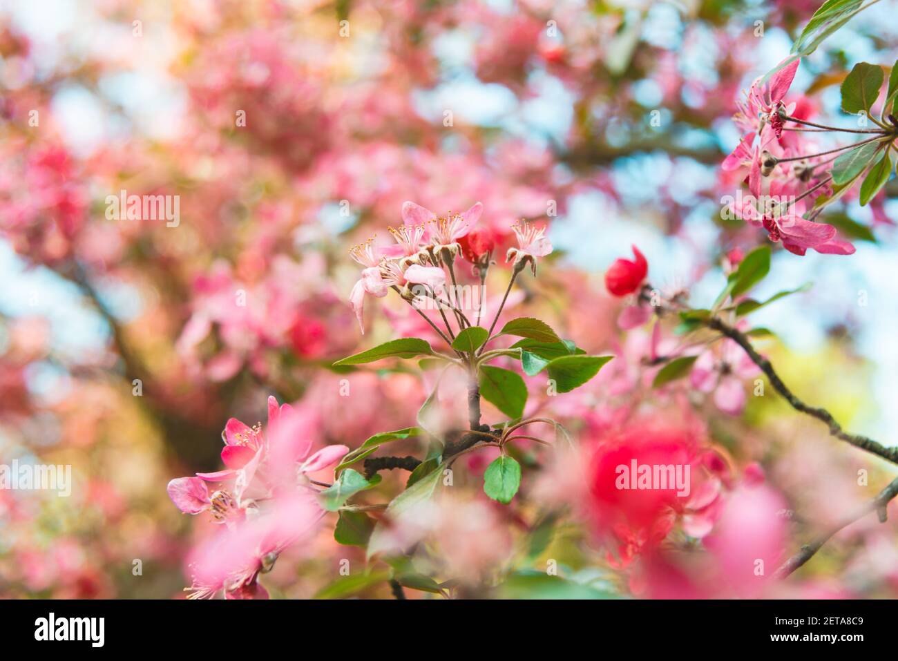 Bright blooming pink apple flowers in soft focus on blurred background ...