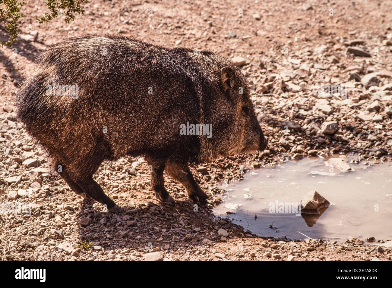 A Collared Peccary at a waterhole in the Arizona Sonoran Desert Museum ...