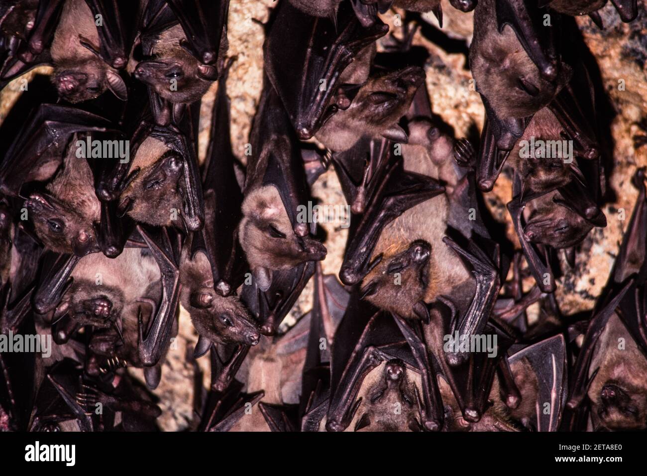A colony of Cave Nector Bats, Eonycteris spelaea, in a shallow cave on ...
