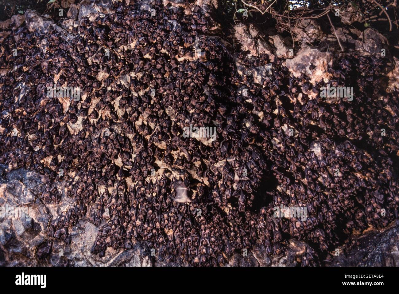 A colony of Cave Nector Bats, Eonycteris spelaea, in a shallow cave on ...