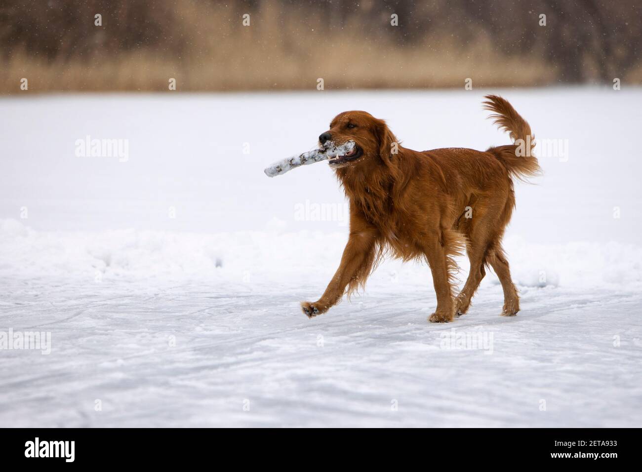 Golden retriever dog walking on ice while carrying a stick Stock Photo ...