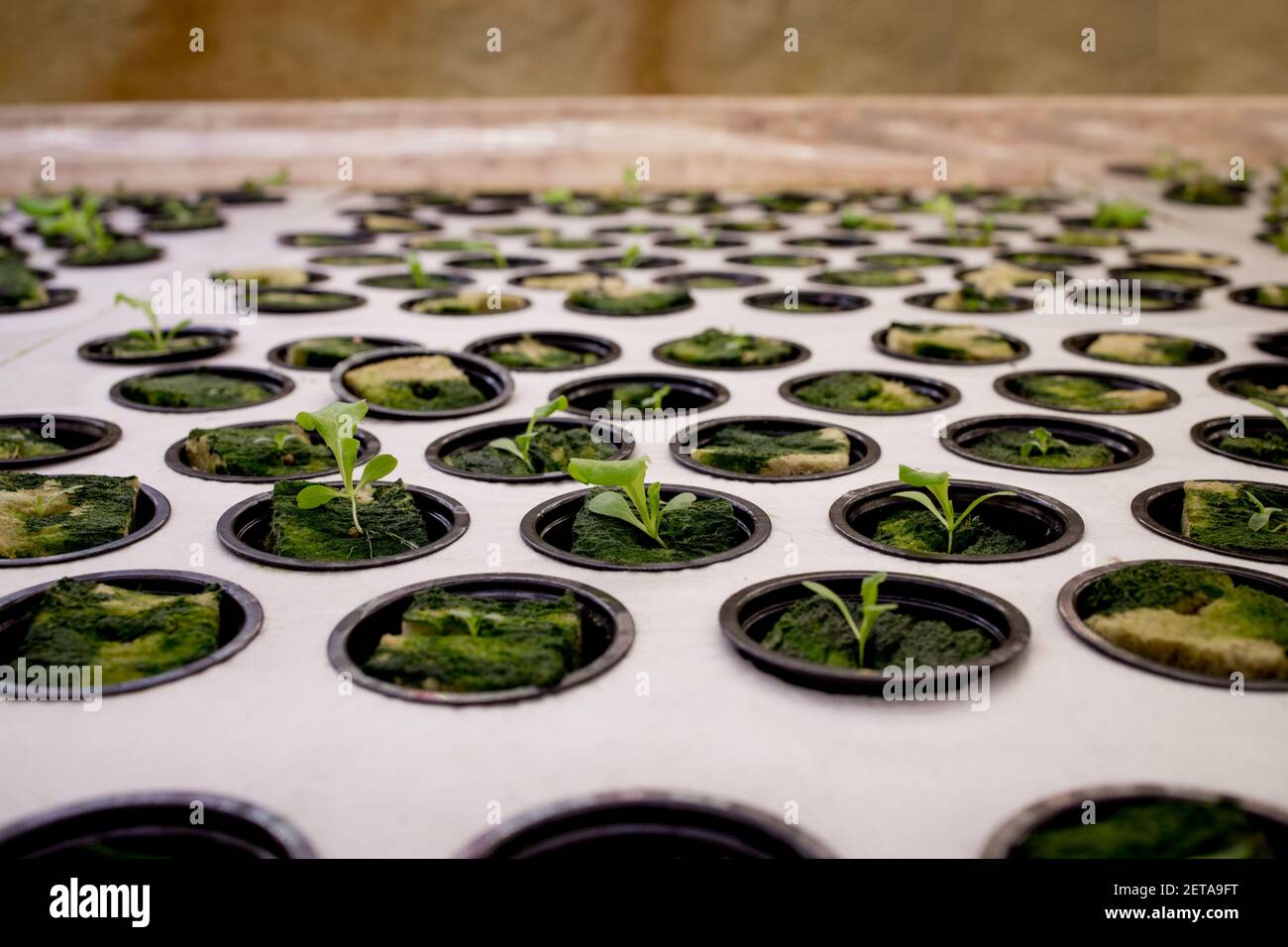 Germination on rockwool hydroponic hi-res stock photography and images ...