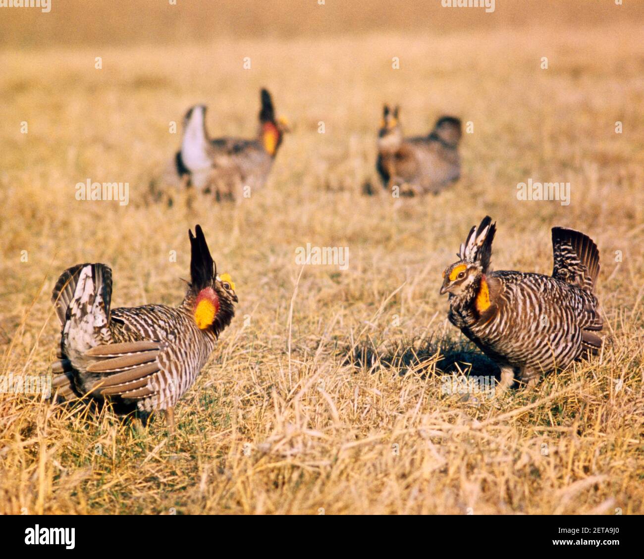 Booming mating ritual hi-res stock photography and images - Alamy