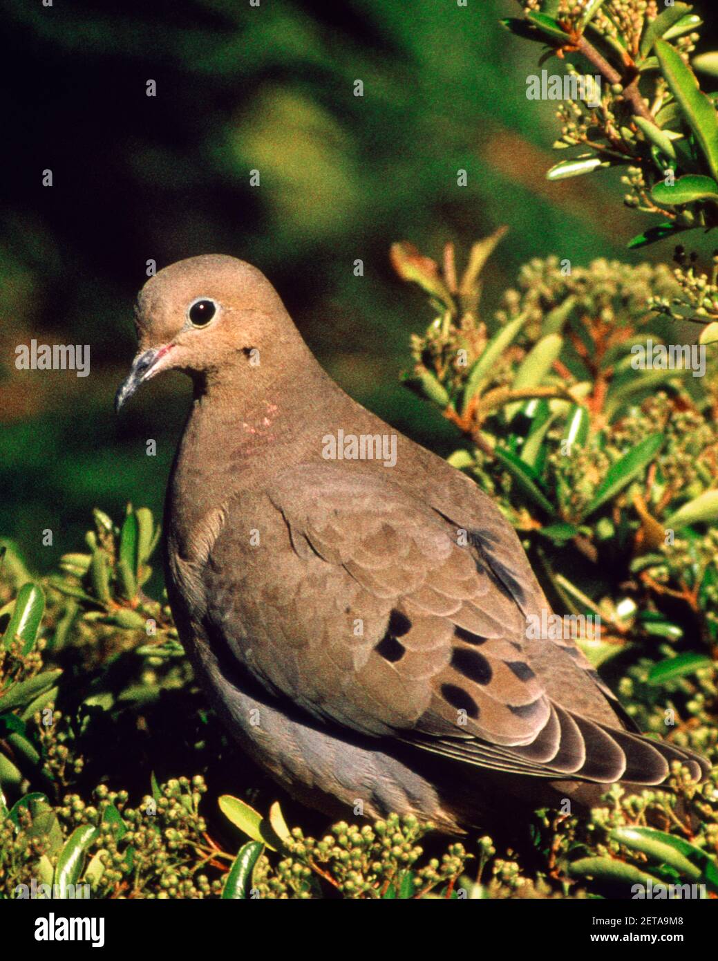 1970s SINGLE MOURNING DOVE Zenaida macroura ALSO KNOWN AS A TURTLE DOVE ...