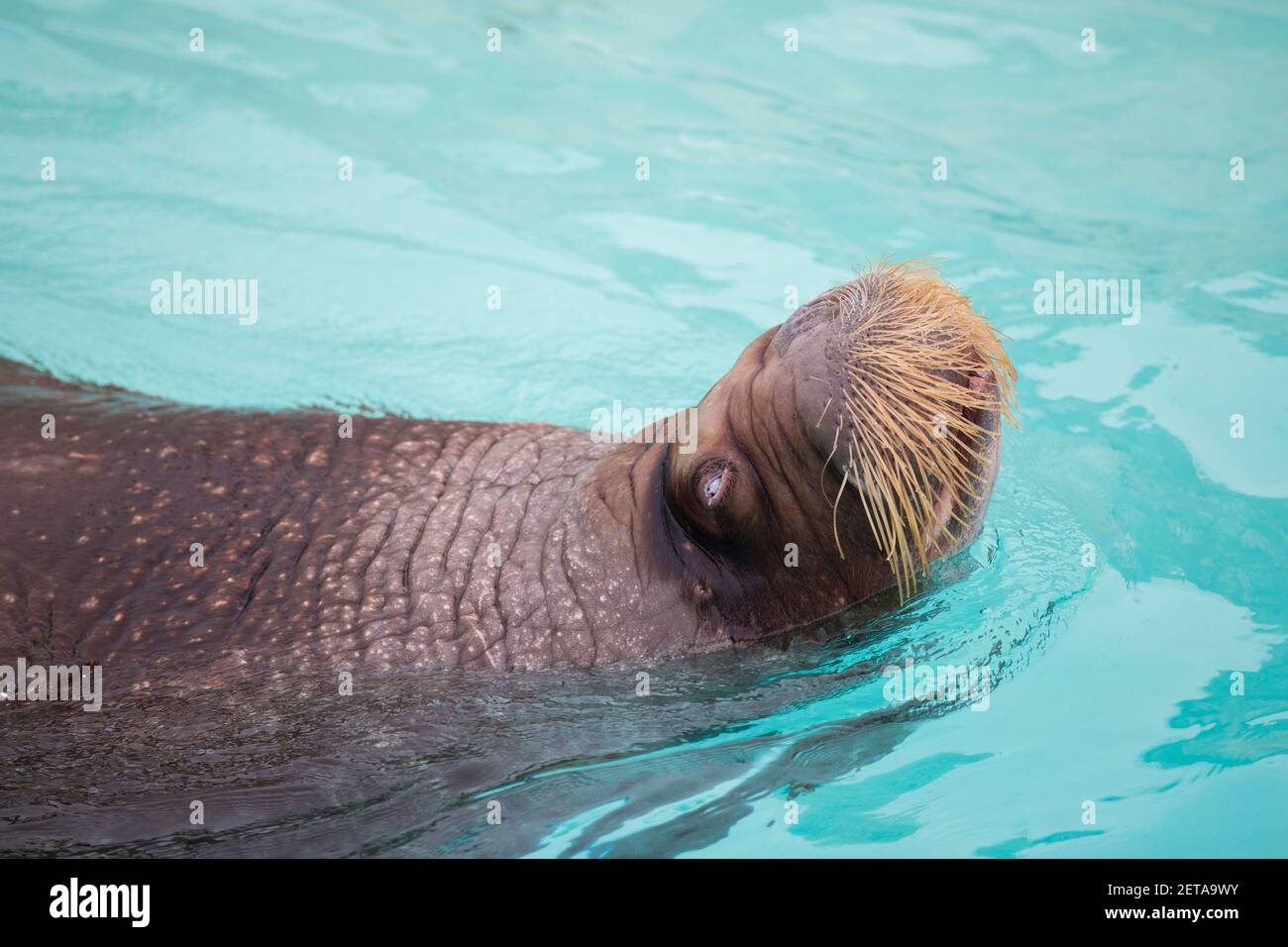 Walrus swimming underwater hi-res stock photography and images - Alamy