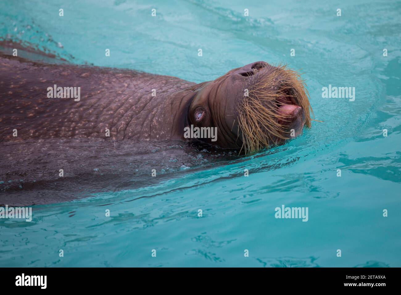 Walrus swimming underwater hi-res stock photography and images - Alamy