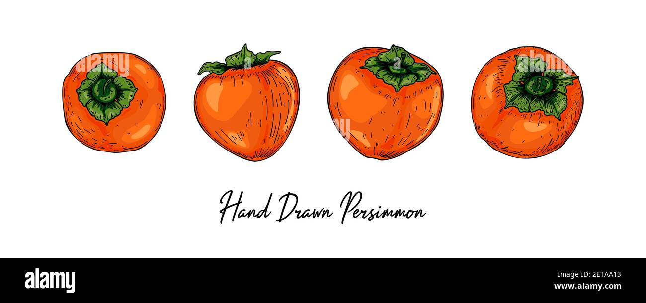 Set of hand drawn persimmon fruit isolated on white background. Vector ...
