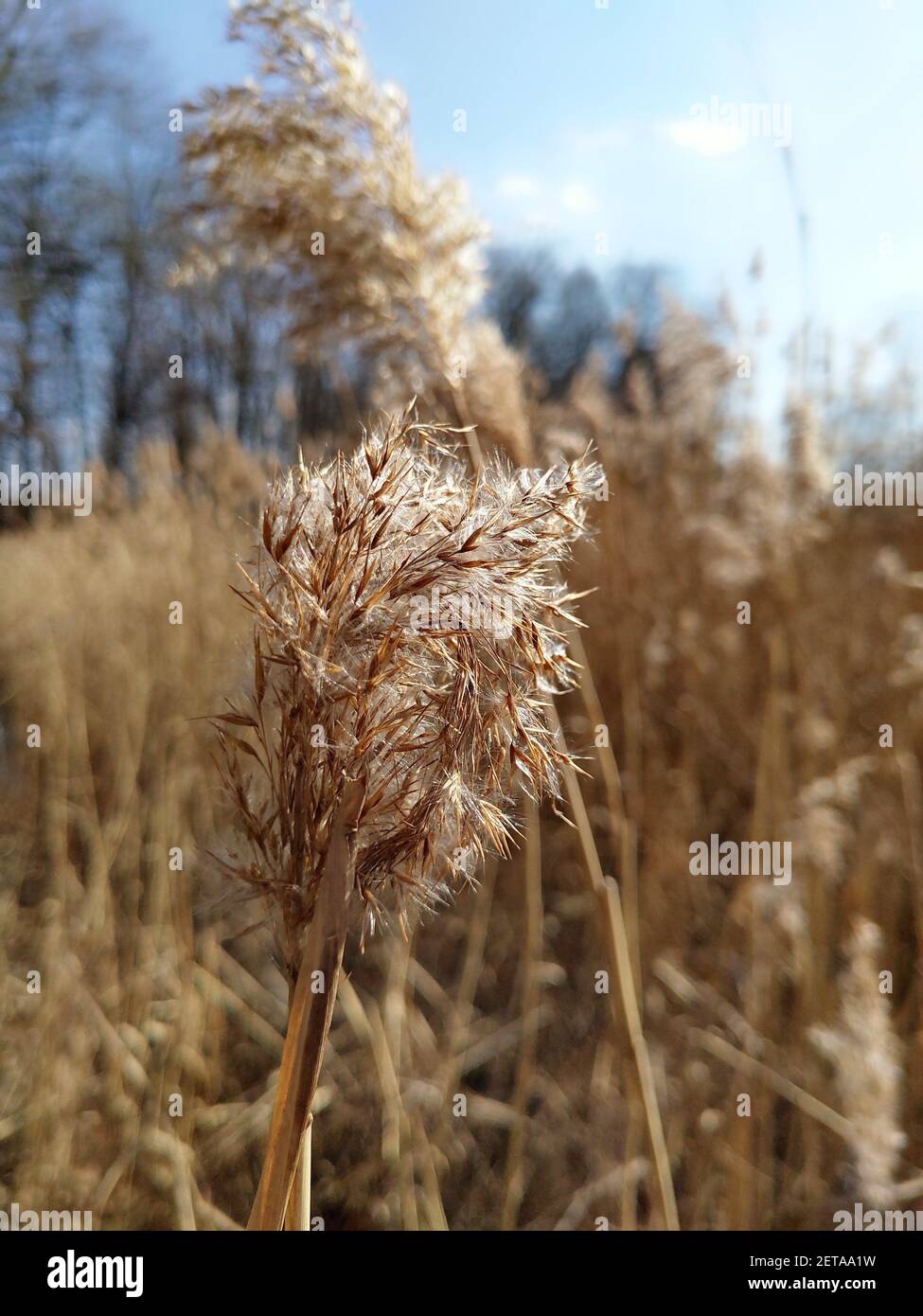 Closeup shot fluffy reed hi-res stock photography and images - Alamy