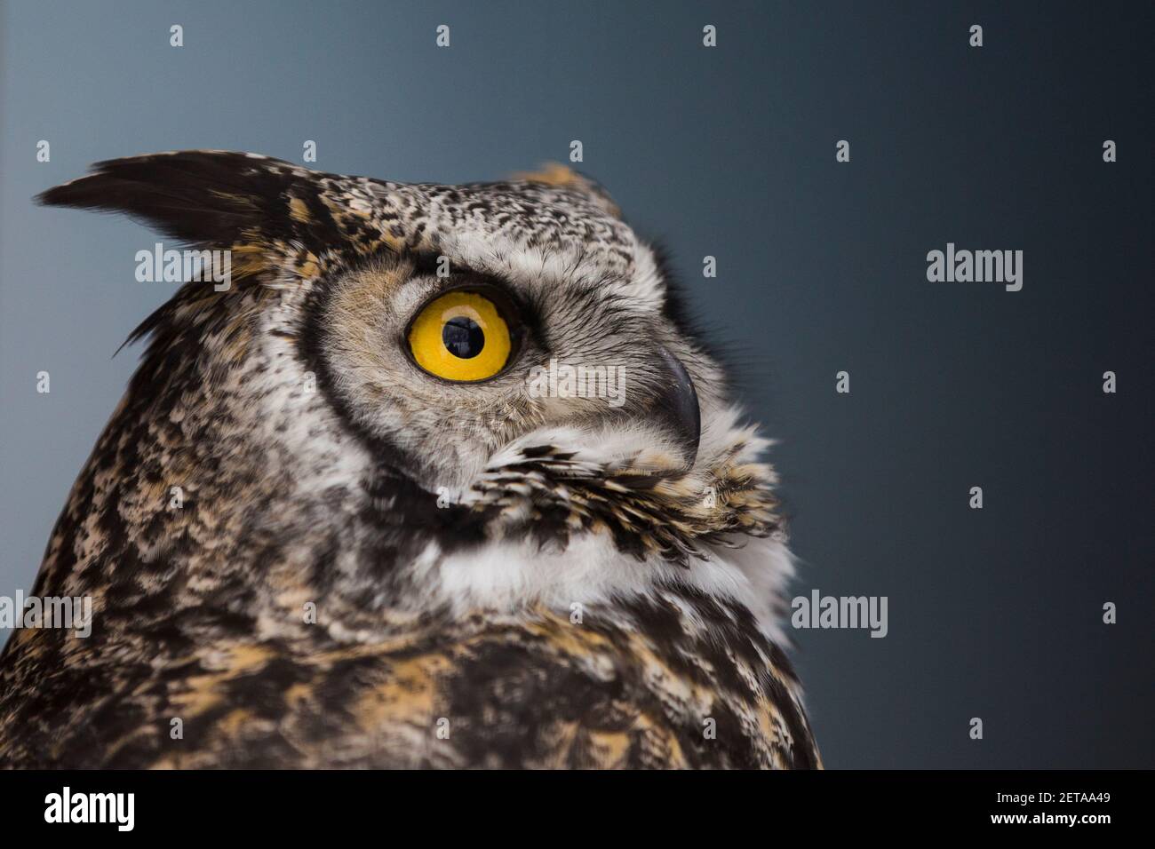 great horned owl (Bubo virginianus) portrait Stock Photo - Alamy