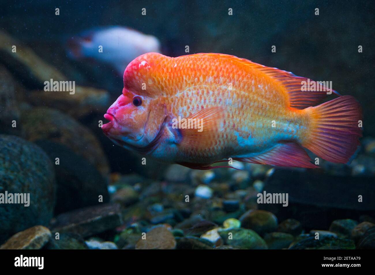 Amphilophus labiatus hi-res stock photography and images - Alamy