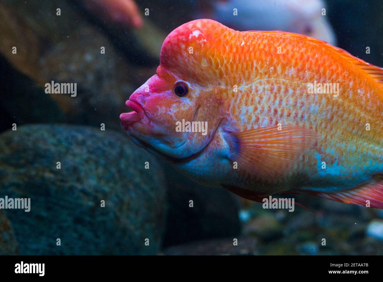 Red devil cichlid (Amphilophus labiatus Stock Photo - Alamy