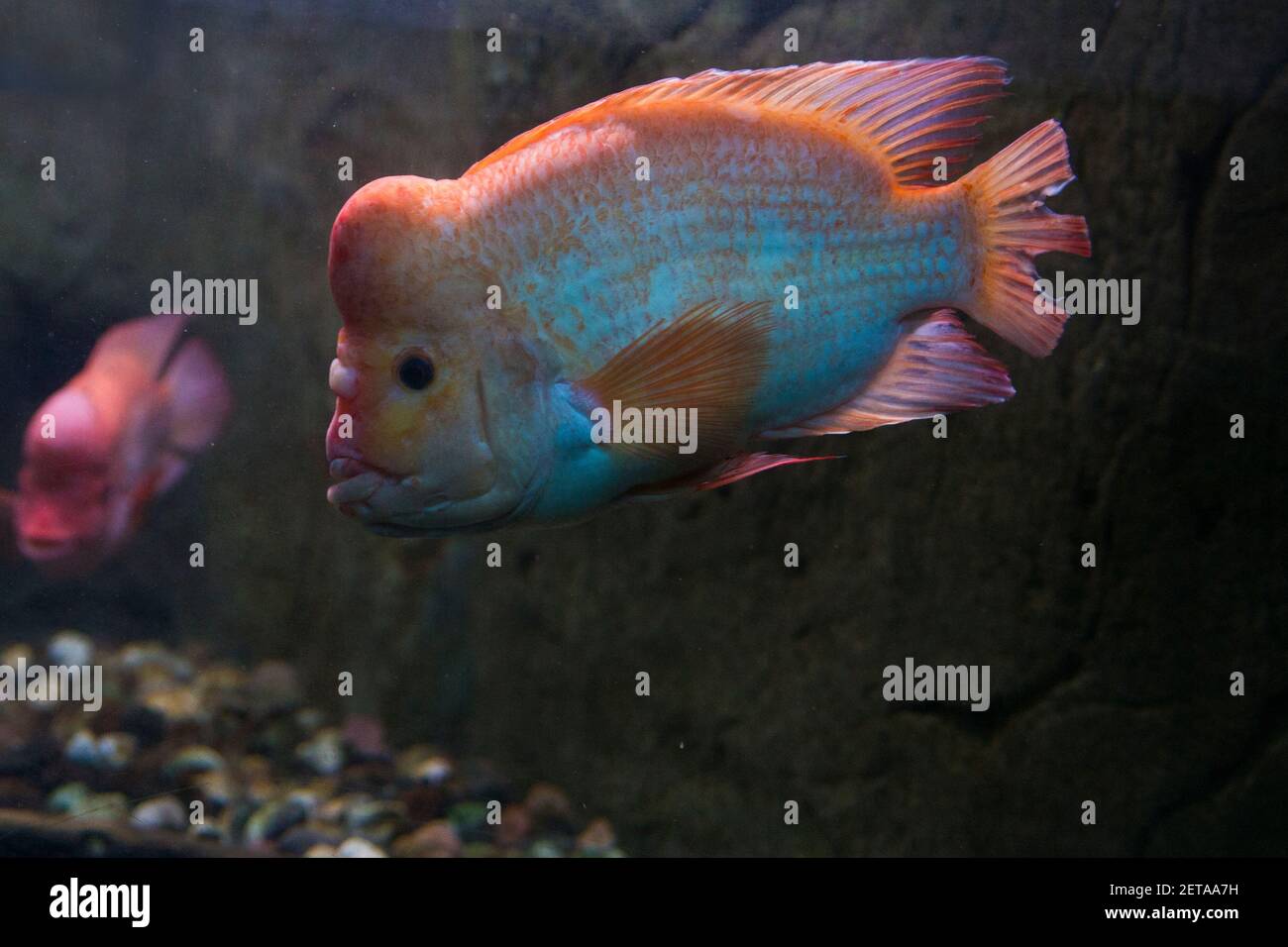 Amphilophus Labiatus