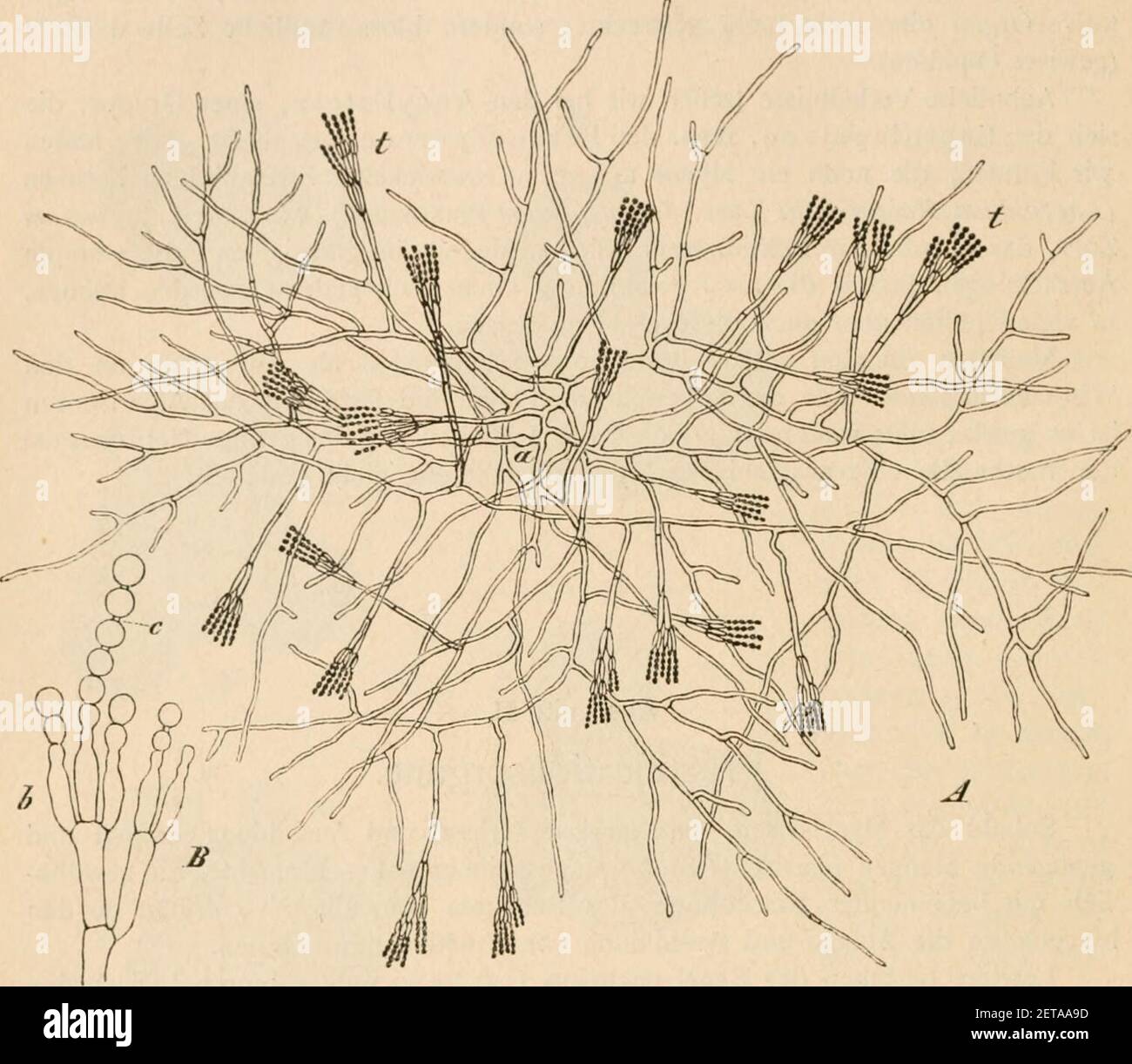Conidiophores hi-res stock photography and images - Alamy