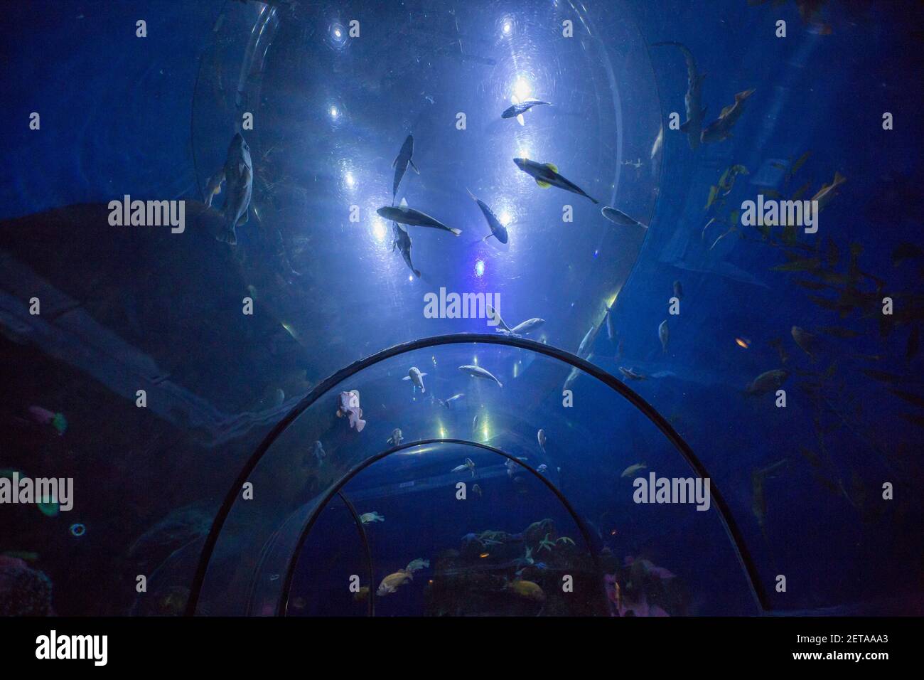 Underwater view wide angle hi-res stock photography and images - Alamy
