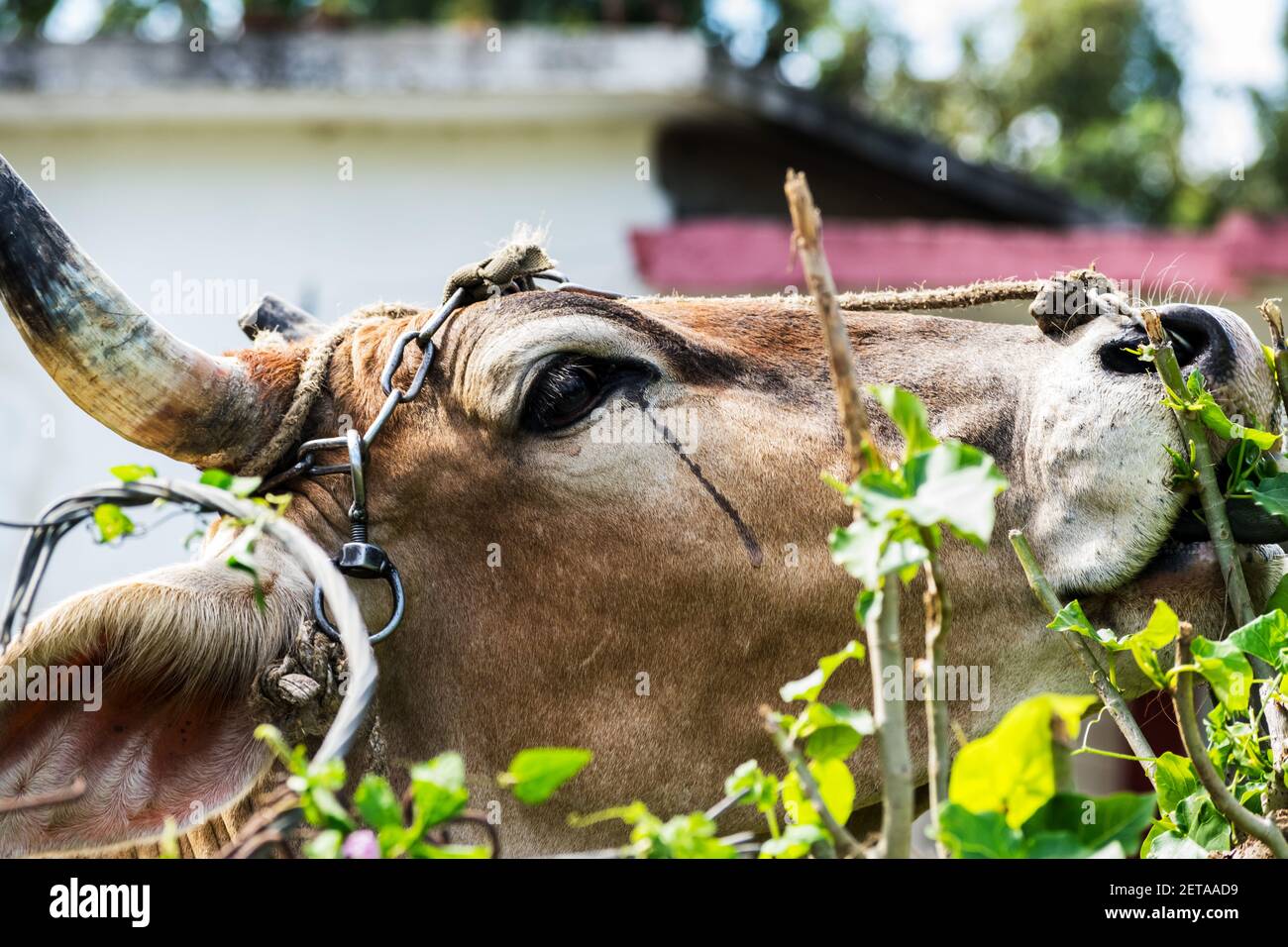 Close up of an ox head. It is sticking its black tongue out in an ...