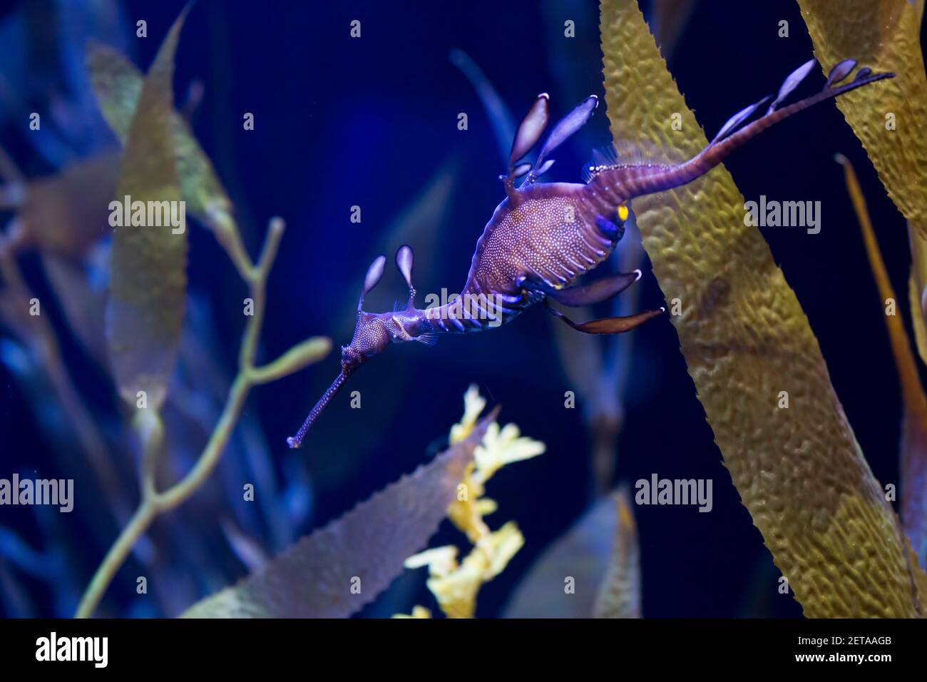 common seadragon or weedy seadragon (Phyllopteryx taeniolatus Stock ...