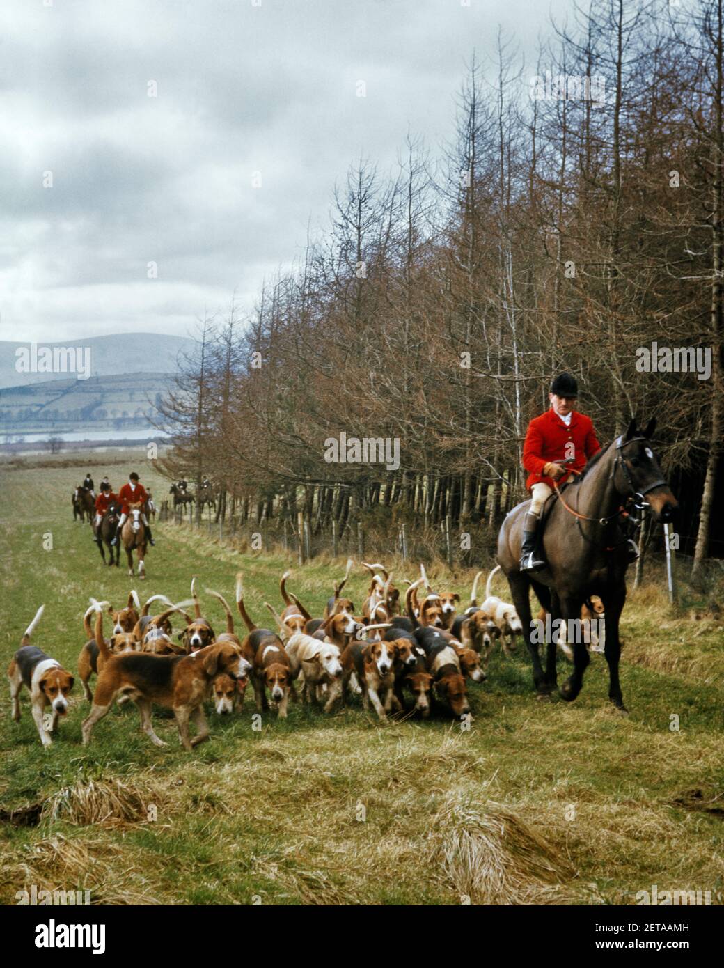 1970s MASTER OF FOXHOUNDS IN RED JACKET ON HORSEBACK LEADS THE PACK OF ...