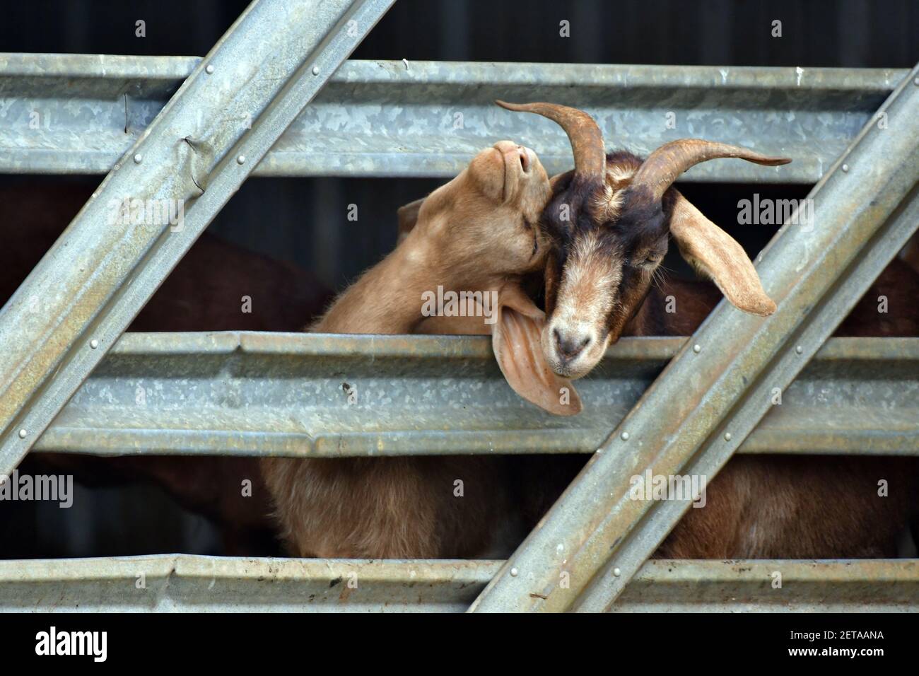 Sweet goat hi-res stock photography and images - Alamy
