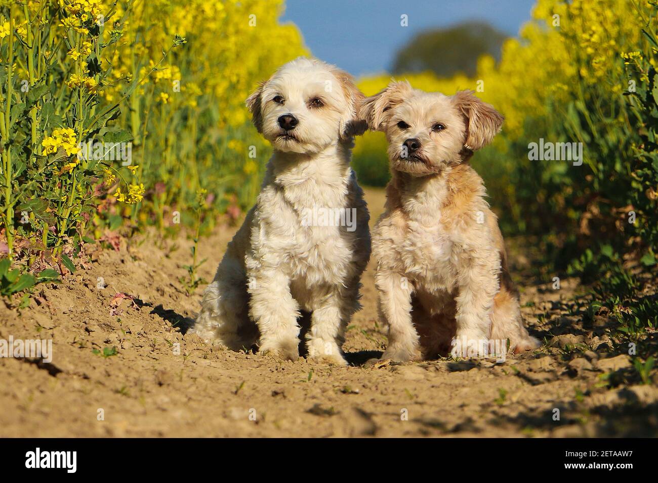 The two cute puppies on a field together Stock Photo - Alamy