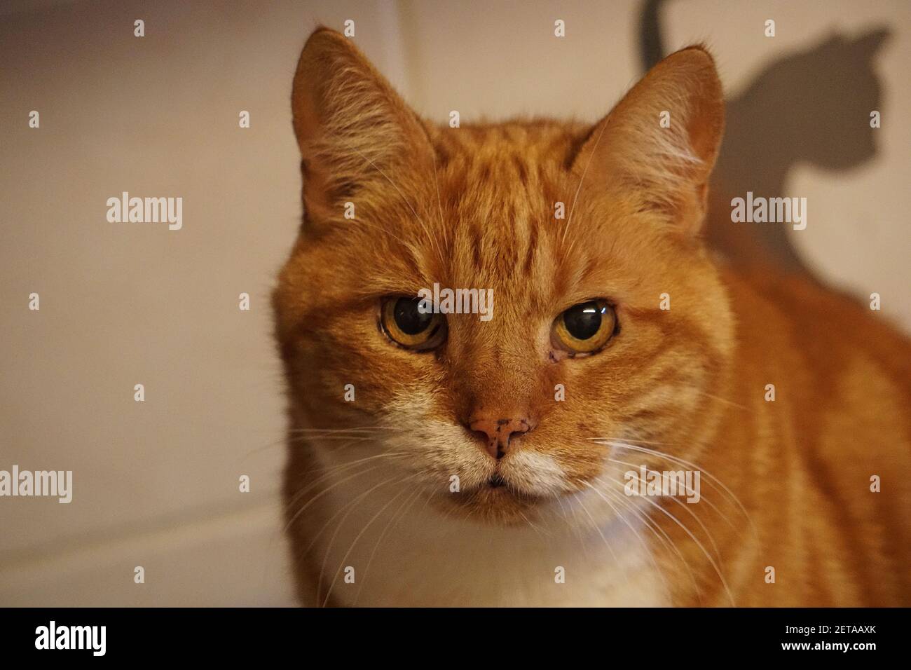 A closeup shot of a cute orange cat face Stock Photo - Alamy