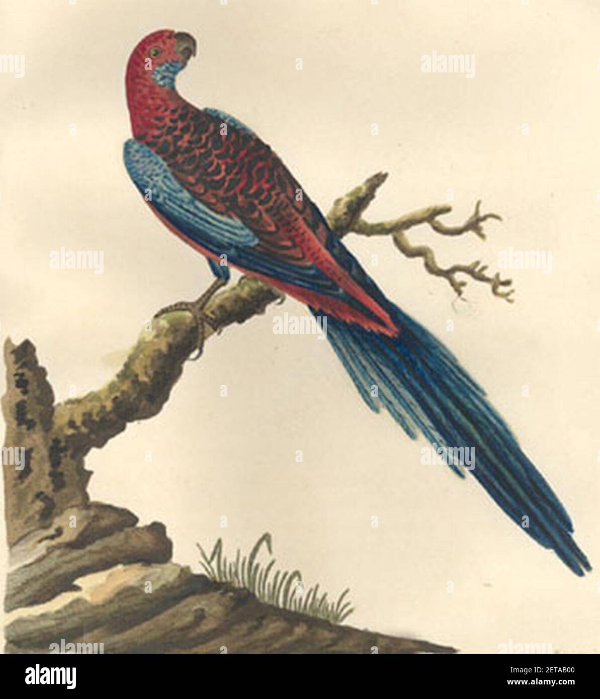 Pennantian parrot hi-res stock photography and images - Alamy