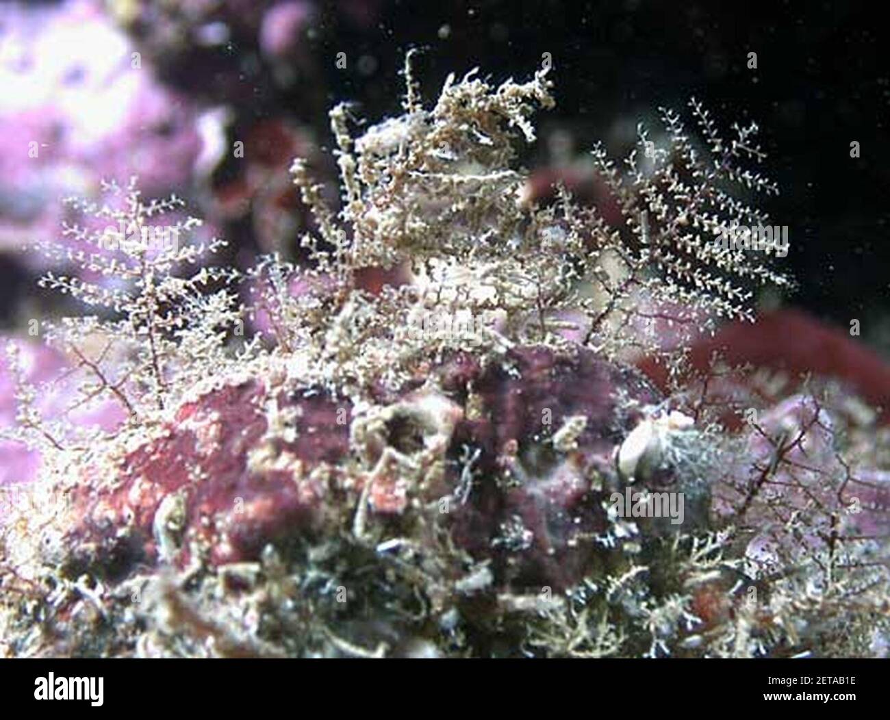 Pennaria disticha, Samoa Americana Stock Photo - Alamy