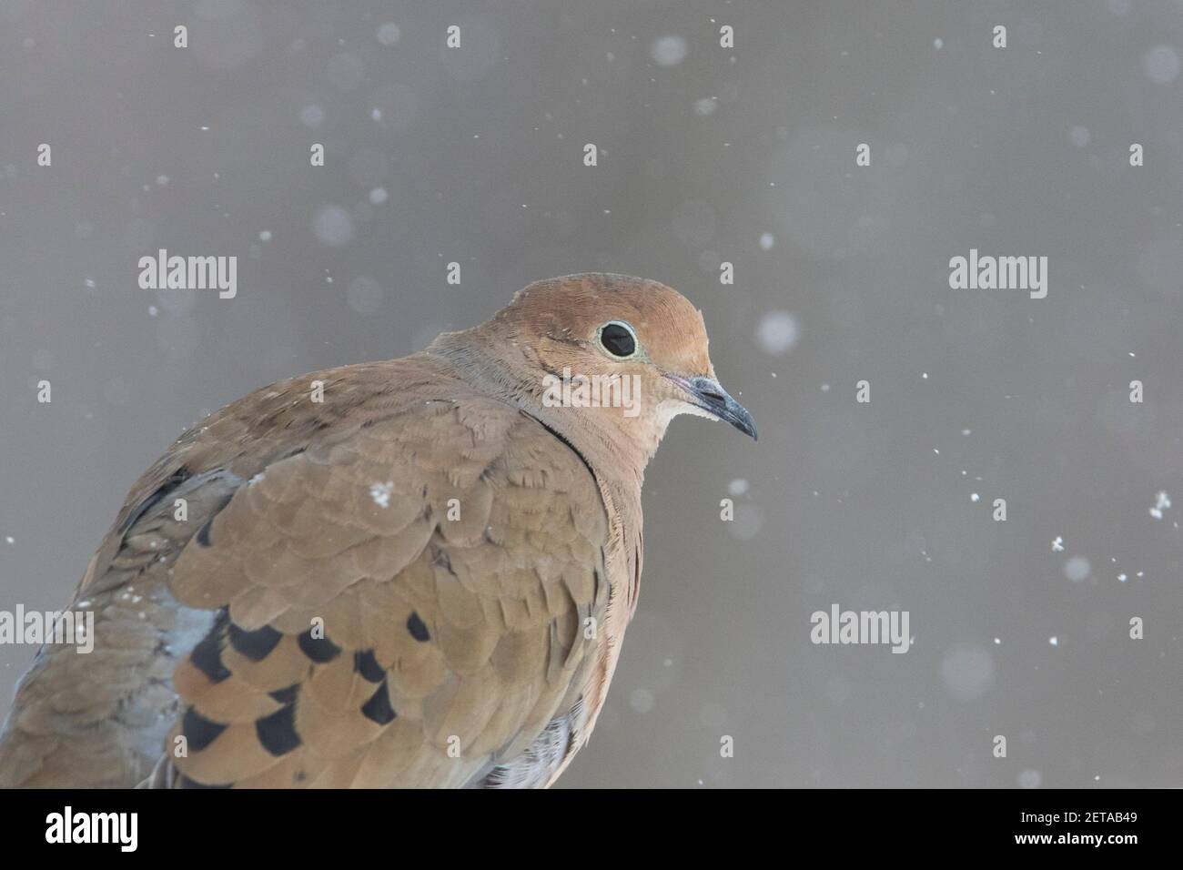 Dove in snow storm hi-res stock photography and images - Alamy