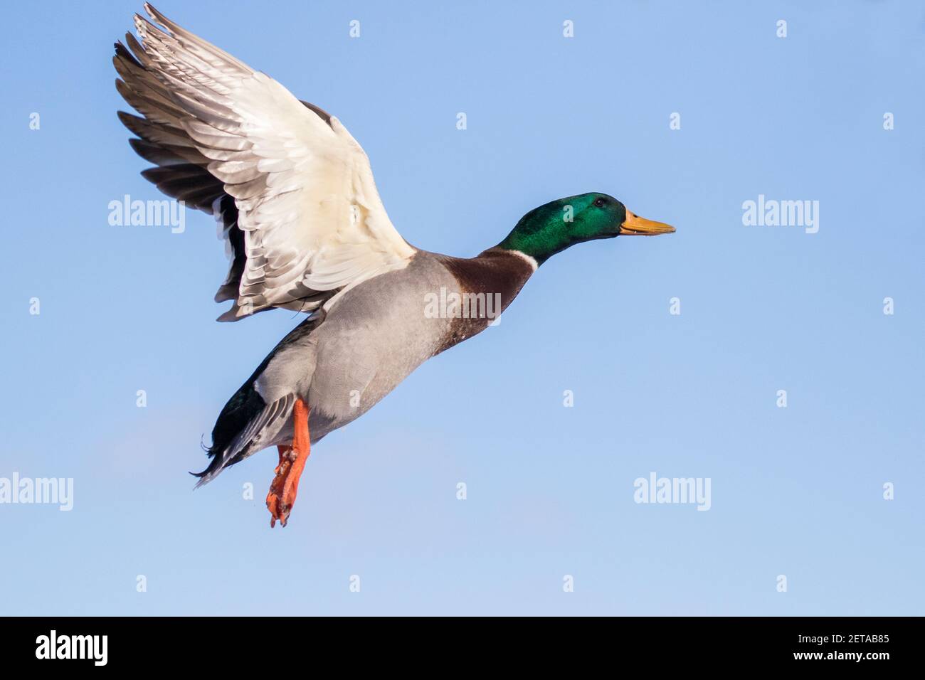Mallards in flight in Canadian winter Stock Photo - Alamy