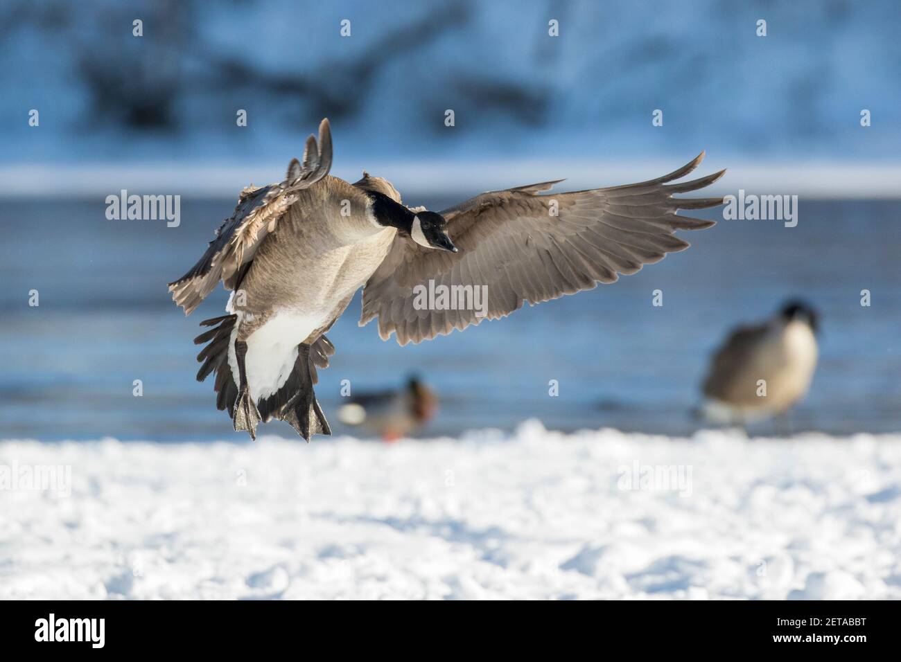 Angry canada goose hi-res stock photography and images - Alamy