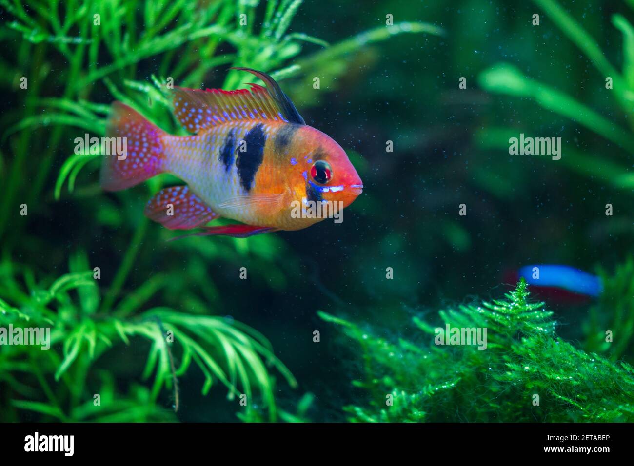 Bolivian Ram Cichlid Pair